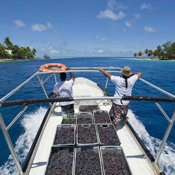 Vin de Tahiti Blanc de Corail - La Boutique du Monoi