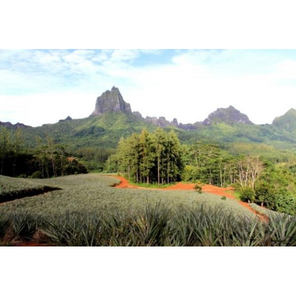 Rotui 100% Pur Jus d'Ananas Moorea Tahiti 1 litre