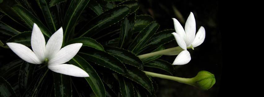 Tout savoir sur la Fleur de Tiare - La Boutique du Monoi